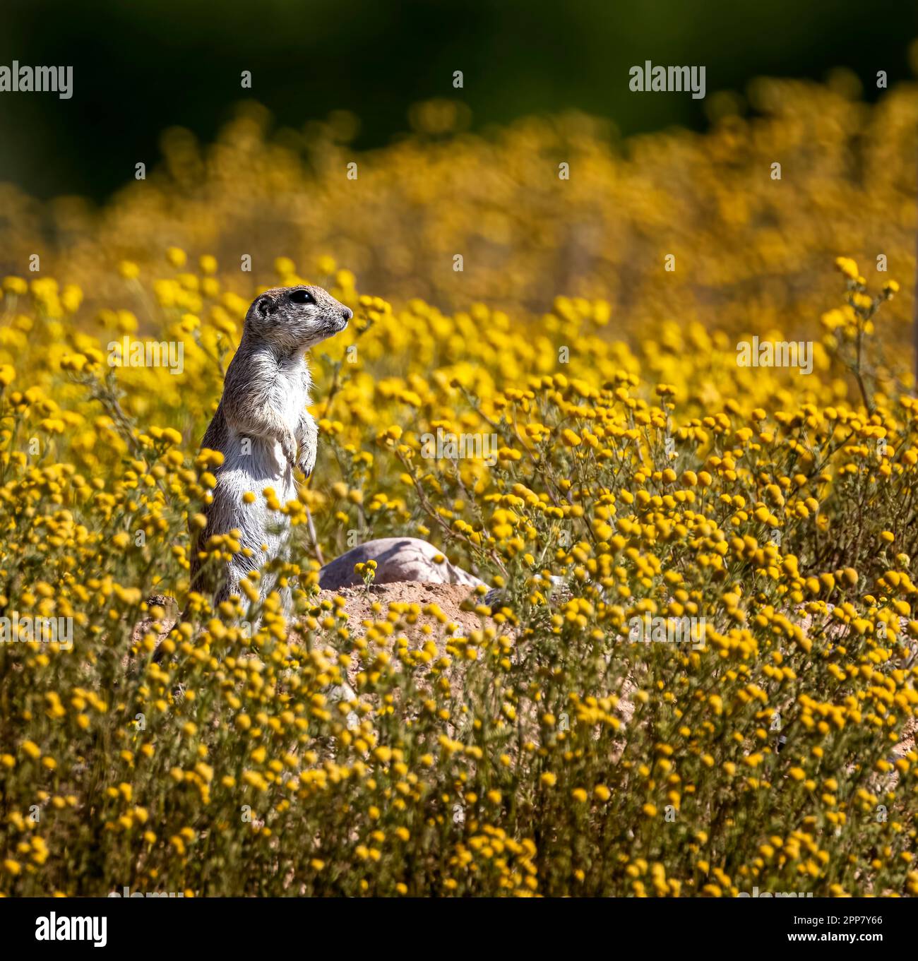 Super paws hi-res stock photography and images - Alamy