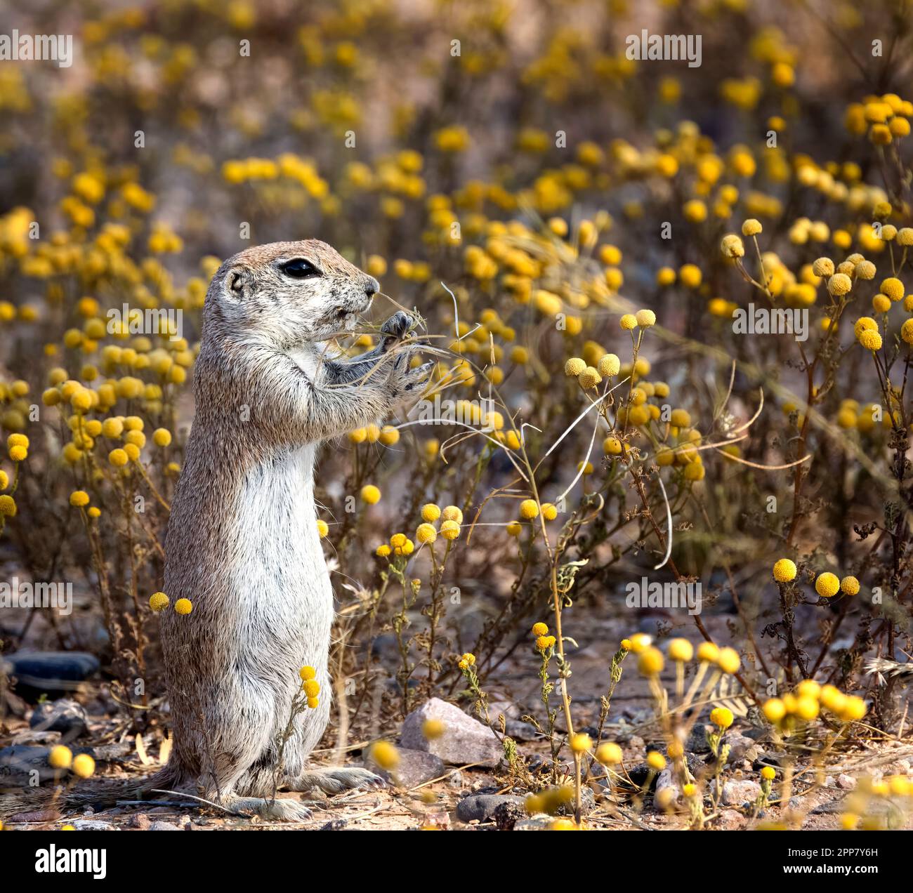 Burrows under ground hi-res stock photography and images - Alamy