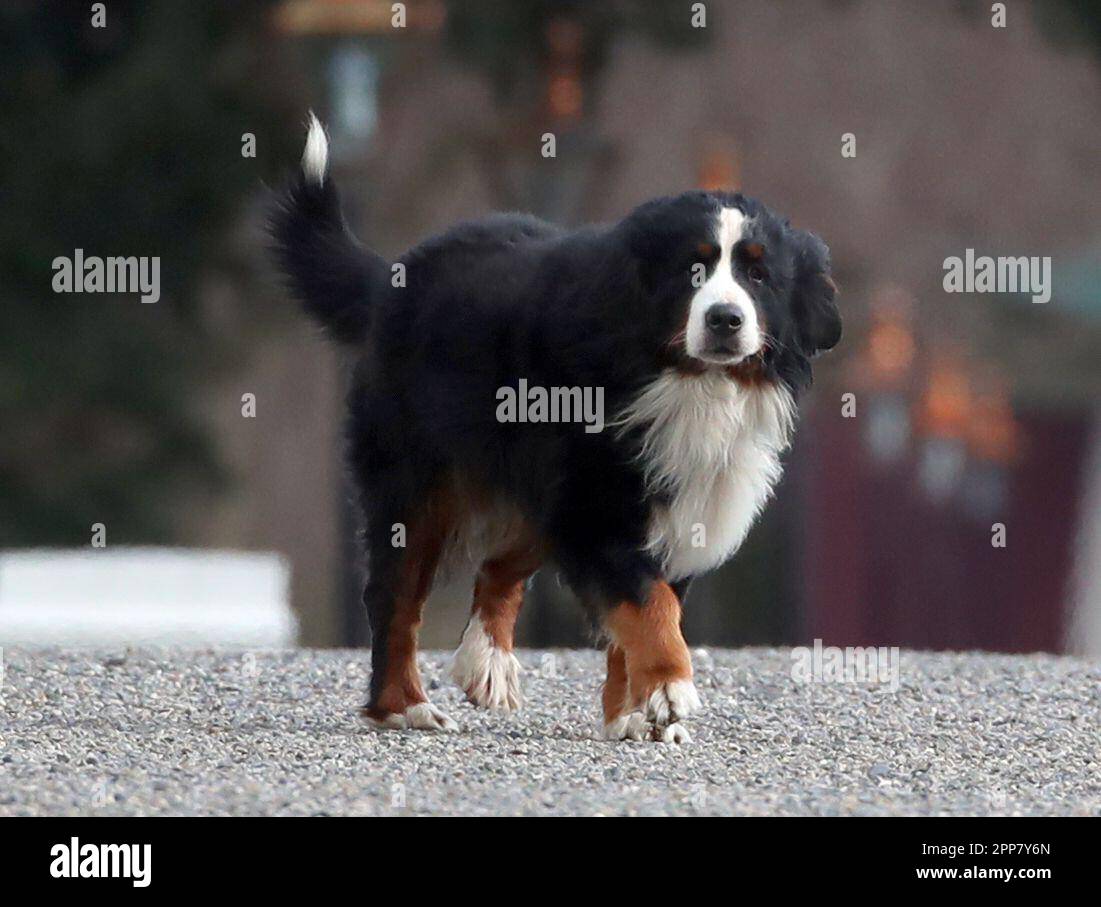 Michael higgins dog hi-res stock photography and images - Alamy
