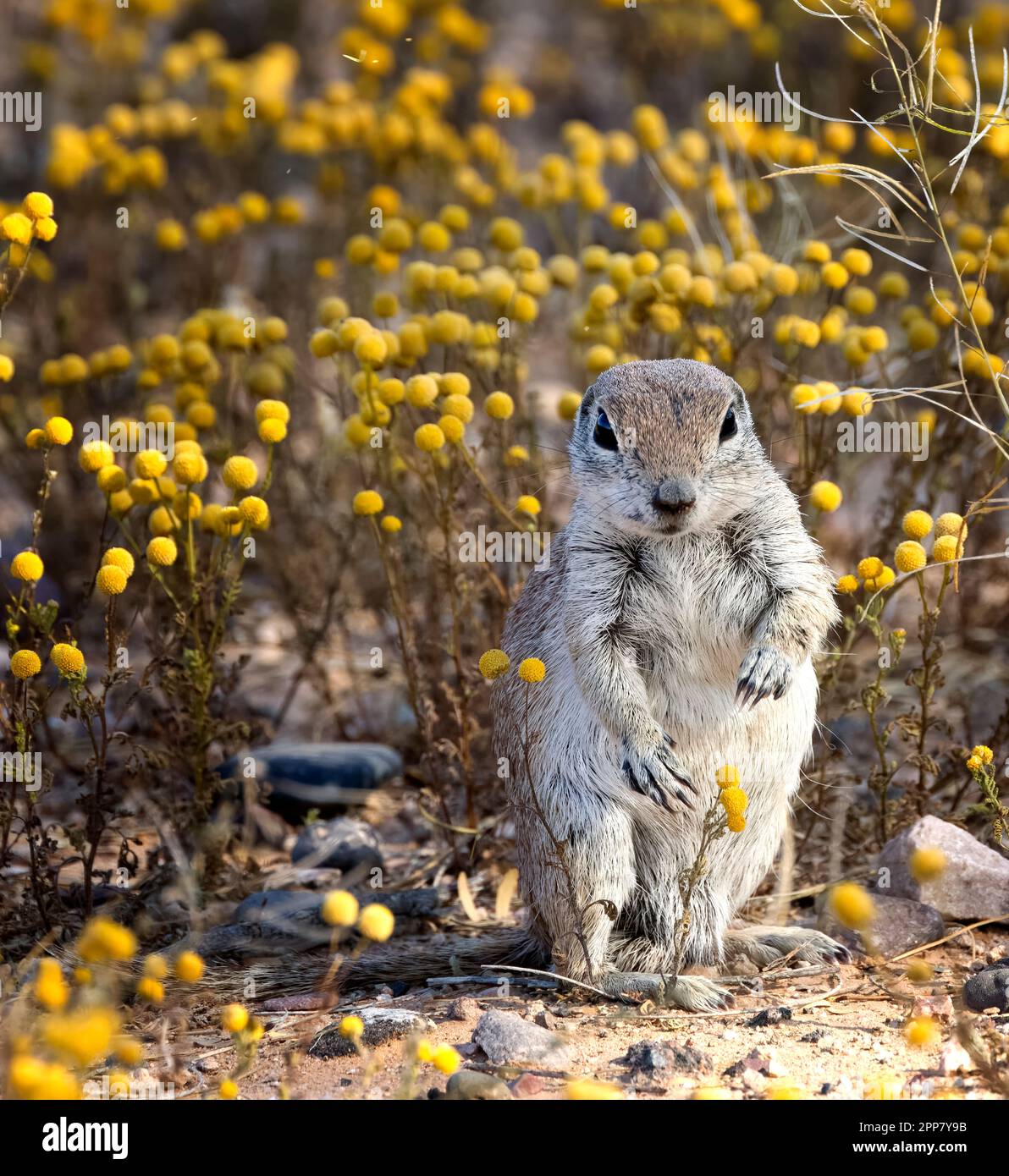 Ground squirrel enjoying the Arizona Spring super bloom Stock Photo - Alamy