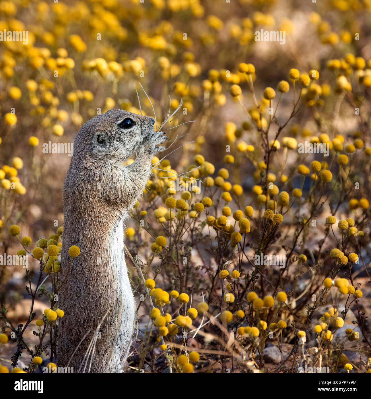 Burrows under ground hi-res stock photography and images - Alamy