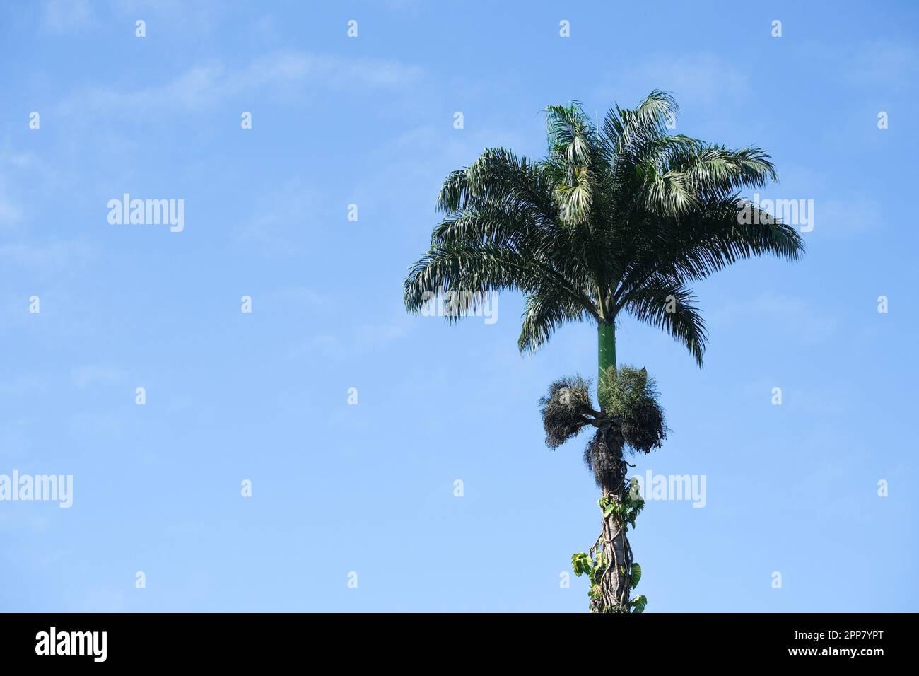 Close up palm tree with sky background. Selective focus. Open space ...