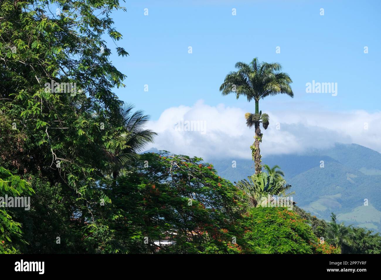 Close up palm tree with sky background. Selective focus. Open space ...