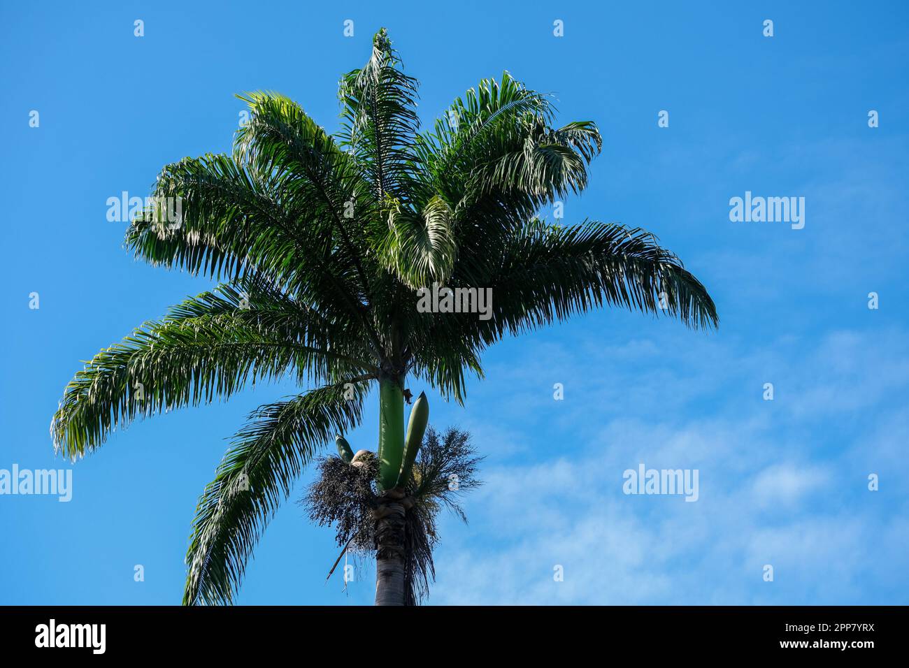 Close up palm tree with sky background. Selective focus. Open space ...
