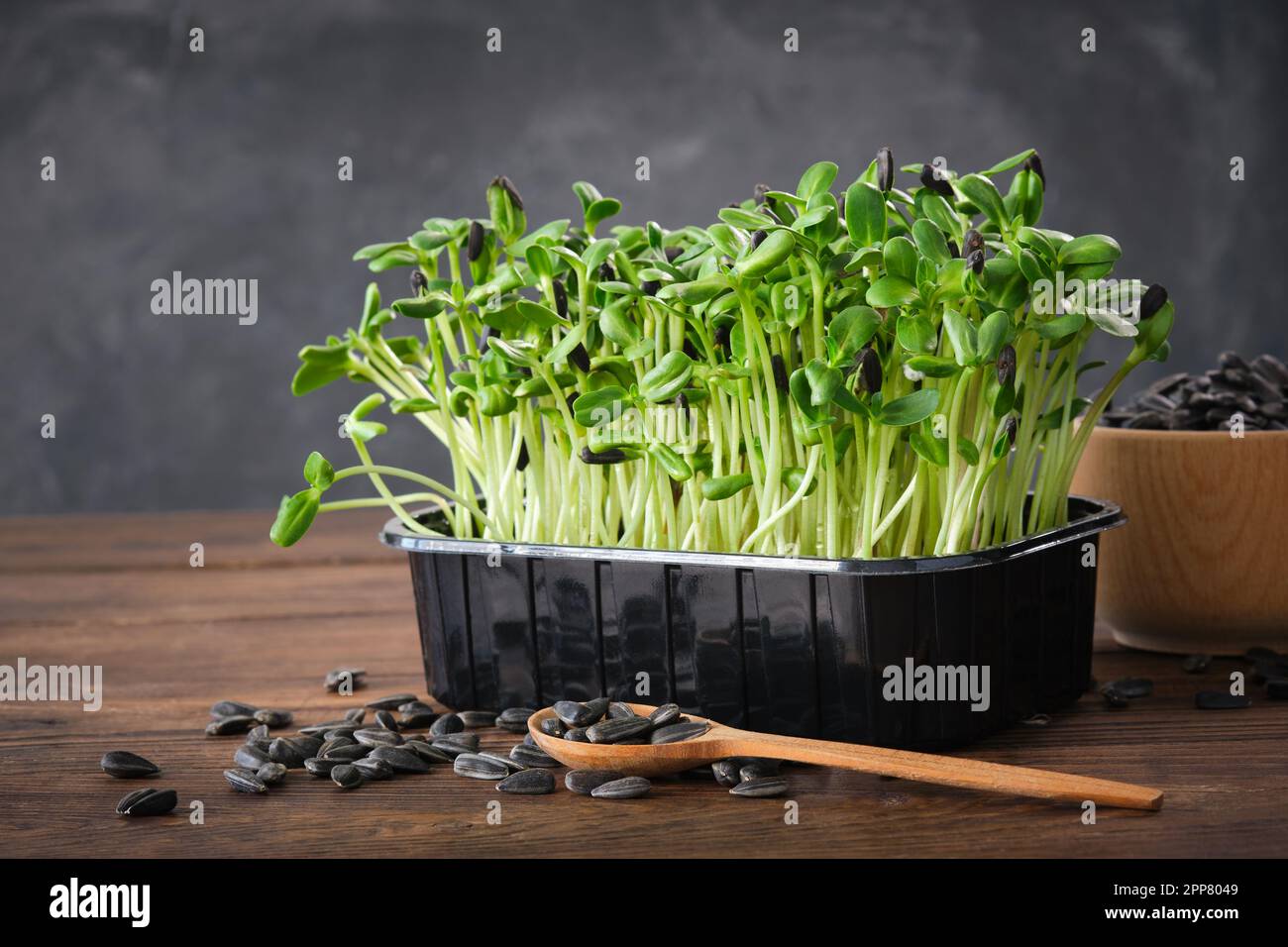 Sunflower seeds sprouts for a healthy diet food. Microgreens. Green ...