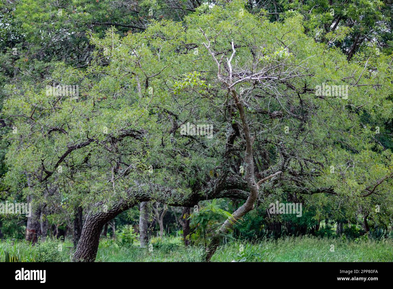 Tropical forest natural landscape for background Stock Photo - Alamy
