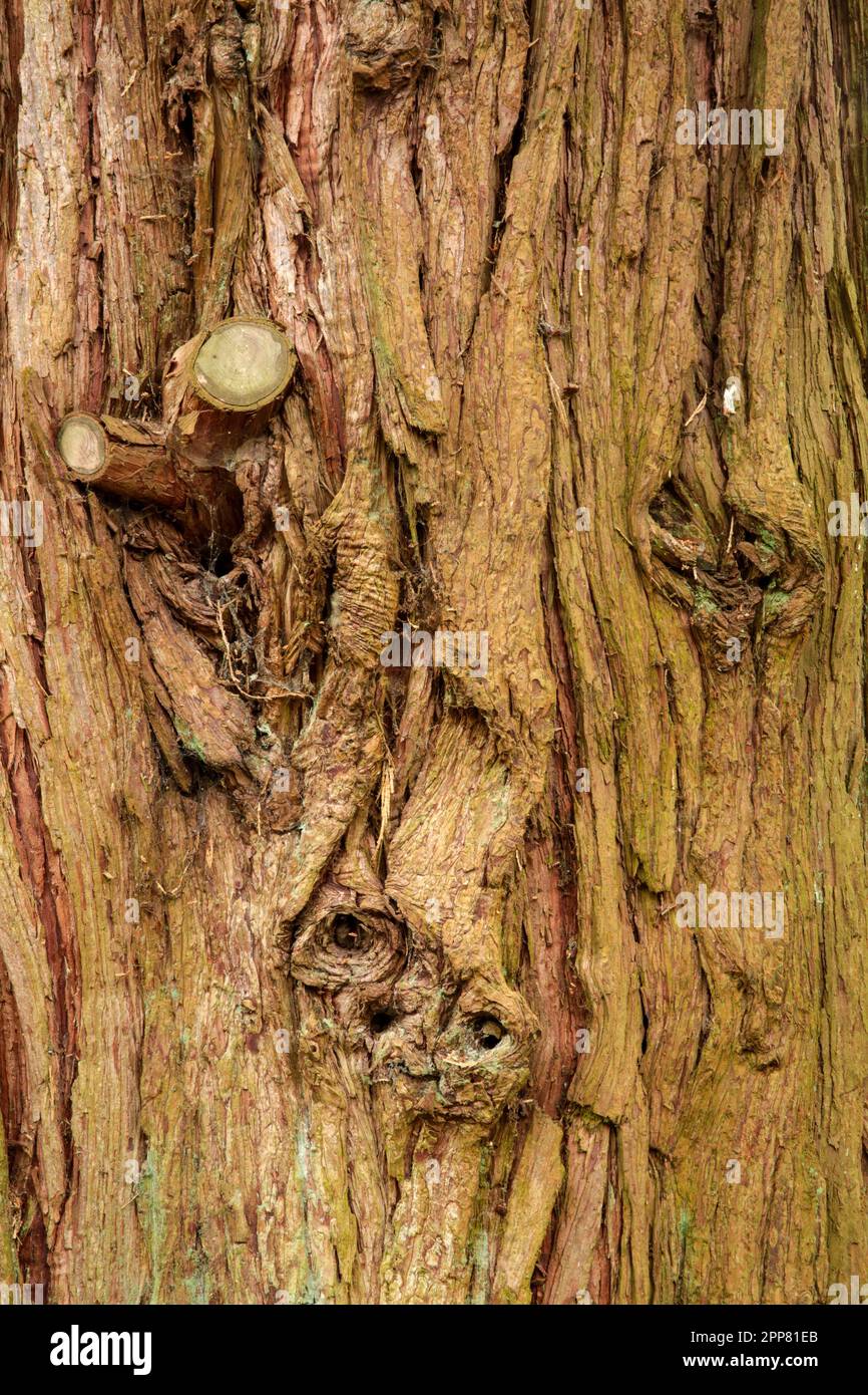 Tree Bark, faces in tree bark Stock Photo - Alamy