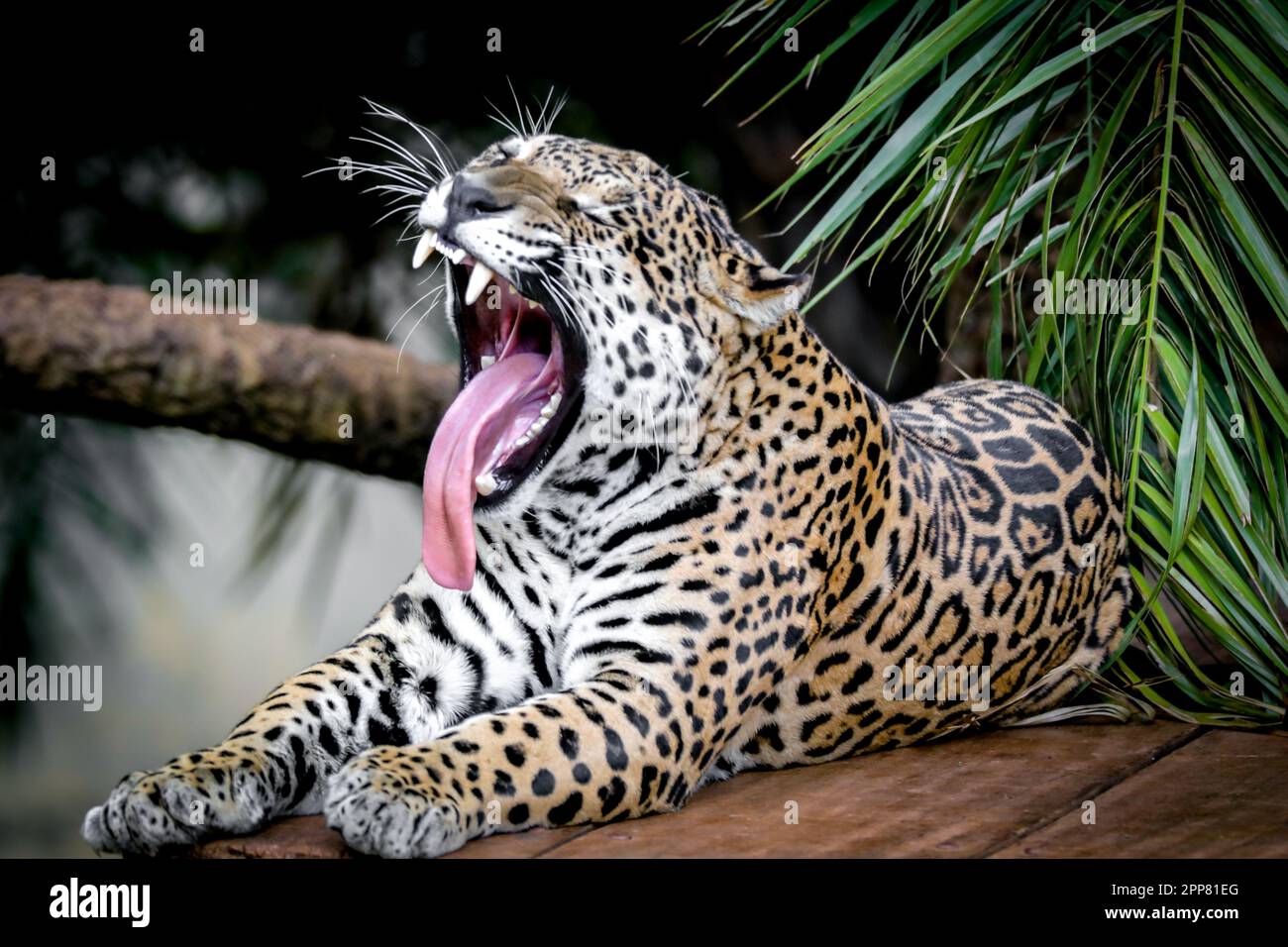 South American jaguar (Panthera onca). Tropical feline Stock Photo - Alamy