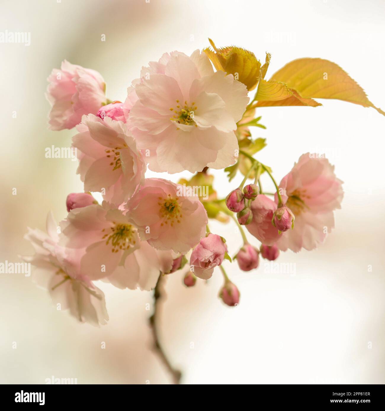 Cherry Blossom, sunlit spring Cherry Blossom Stock Photo - Alamy