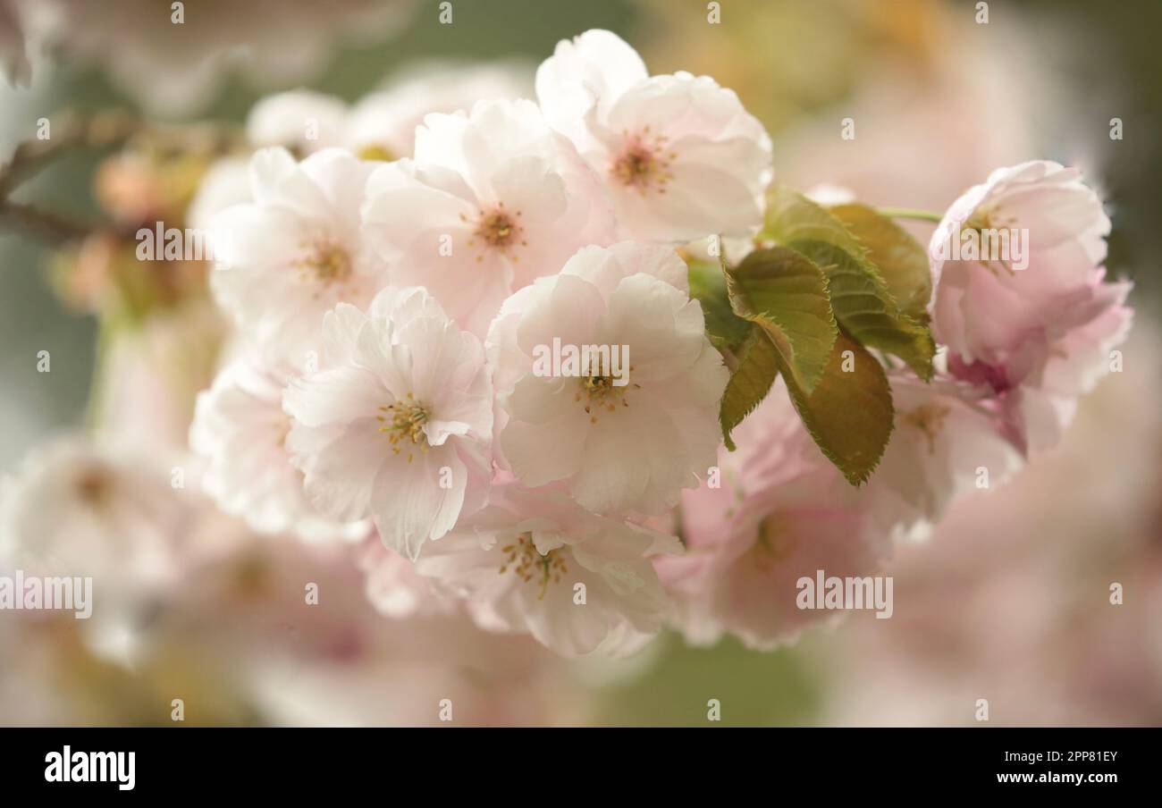 Cherry Blossom, sunlit spring Cherry Blossom Stock Photo - Alamy