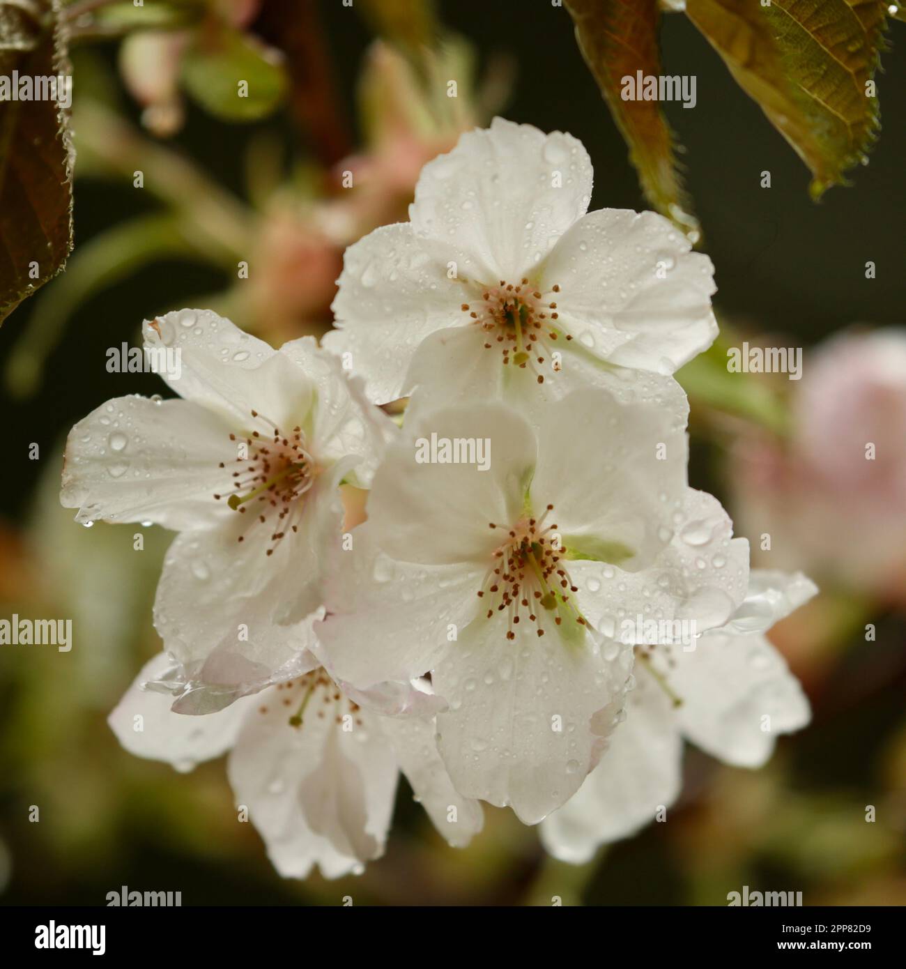 Cherry Blossom, sunlit spring Cherry Blossom Stock Photo - Alamy