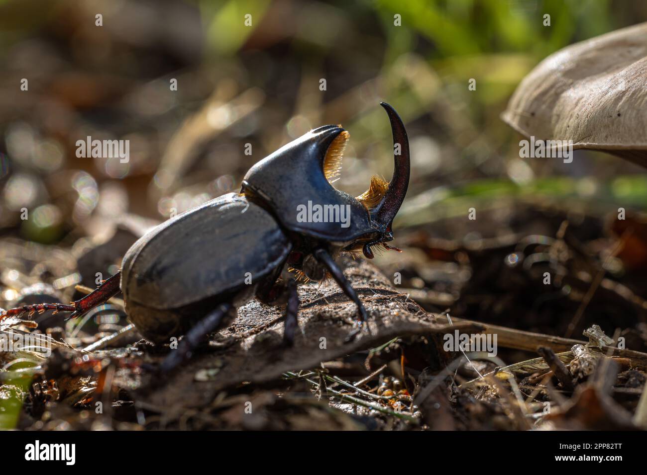 Male bull beetle (Diloboderus abderus) characteristic of Argentina, Paraguay and Uruguay Stock ...