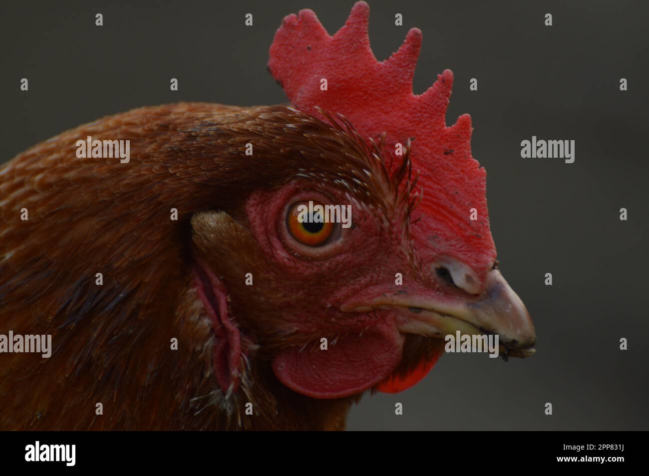 Cute hen hi-res stock photography and images - Alamy