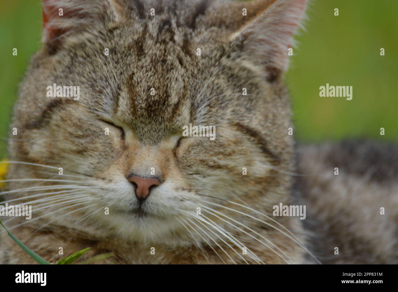 Cute little smiling cat Stock Photo - Alamy