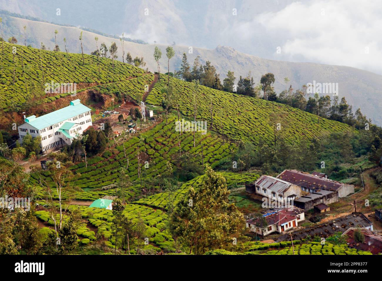 beautiful tea garden with misty mountain valley in munnar kerala rural ...