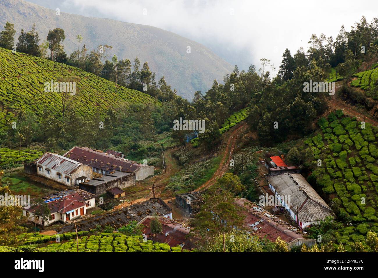 beautiful tea garden with misty mountain valley in munnar kerala rural ...