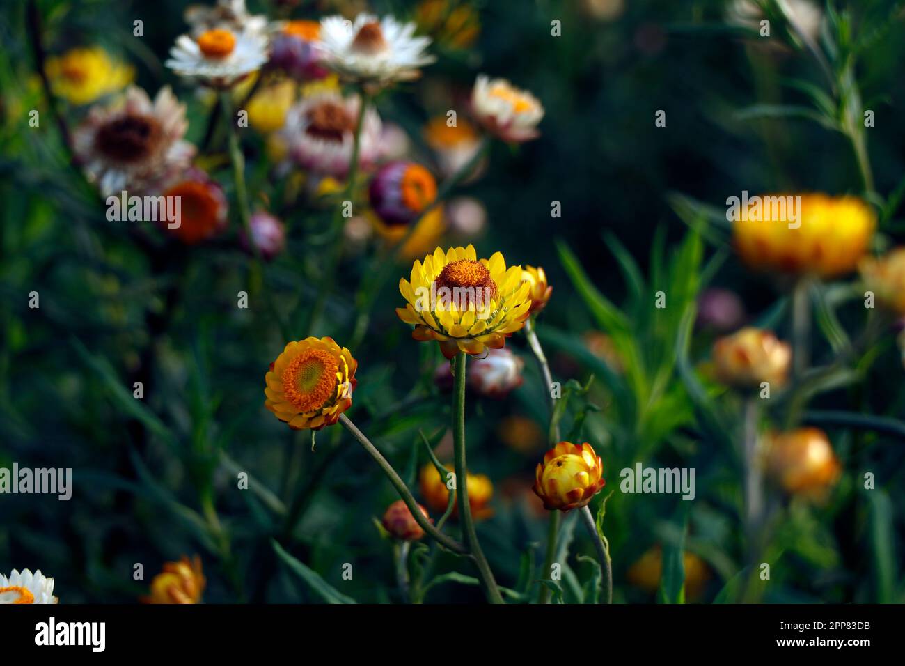 Everlasting daisy scarlet hi-res stock photography and images - Alamy