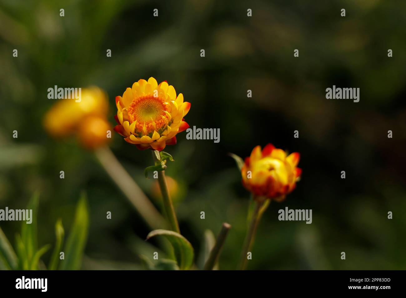 Xerochrysum bracteatum, commonly known as the golden everlasting or ...
