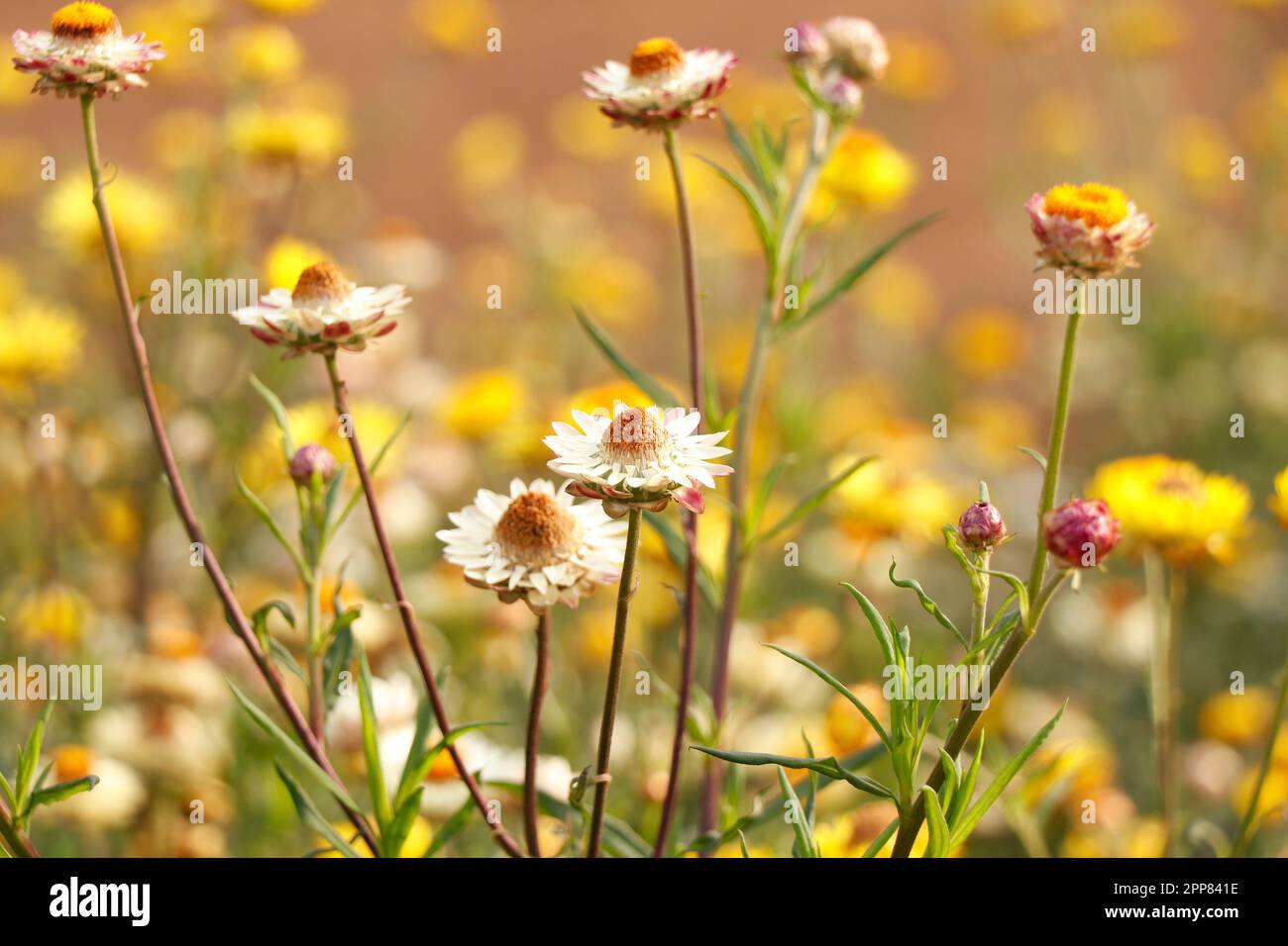 Xerochrysum bracteatum, commonly known as the golden everlasting or ...
