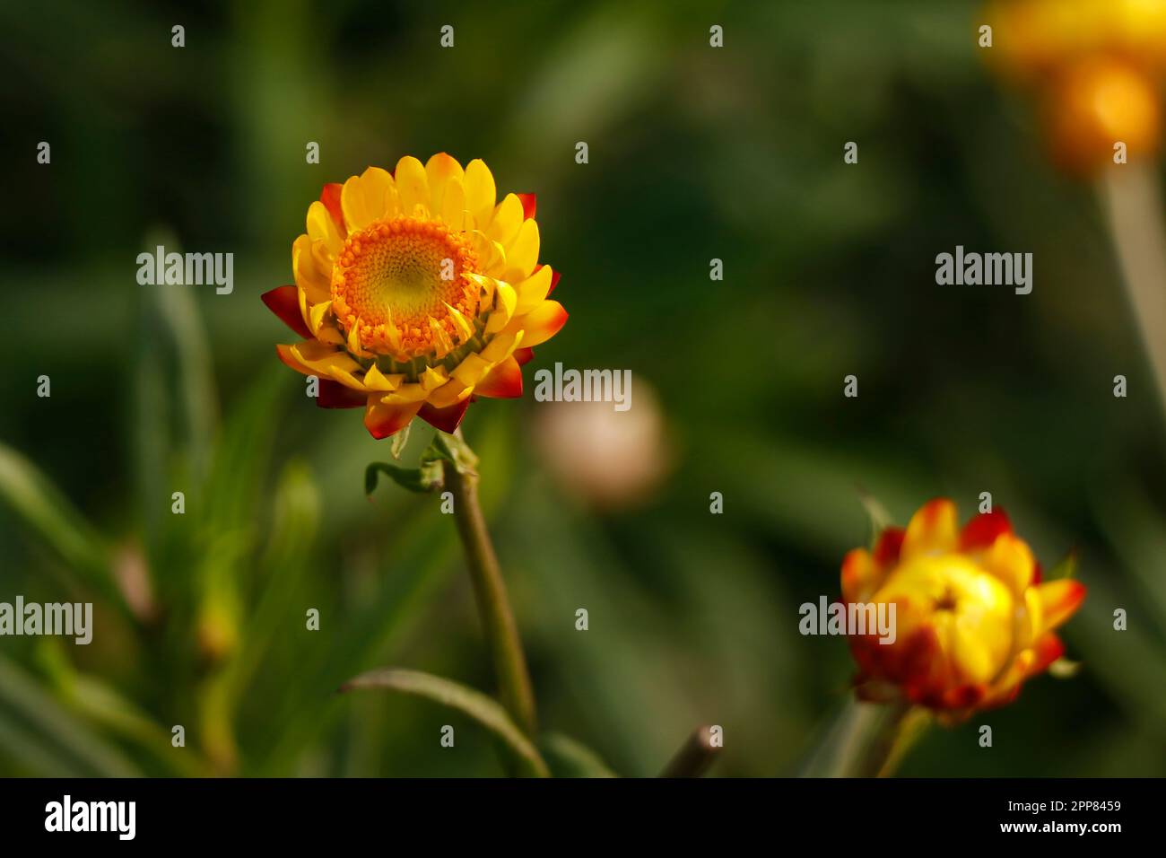 Xerochrysum bracteatum, commonly known as the golden everlasting or ...