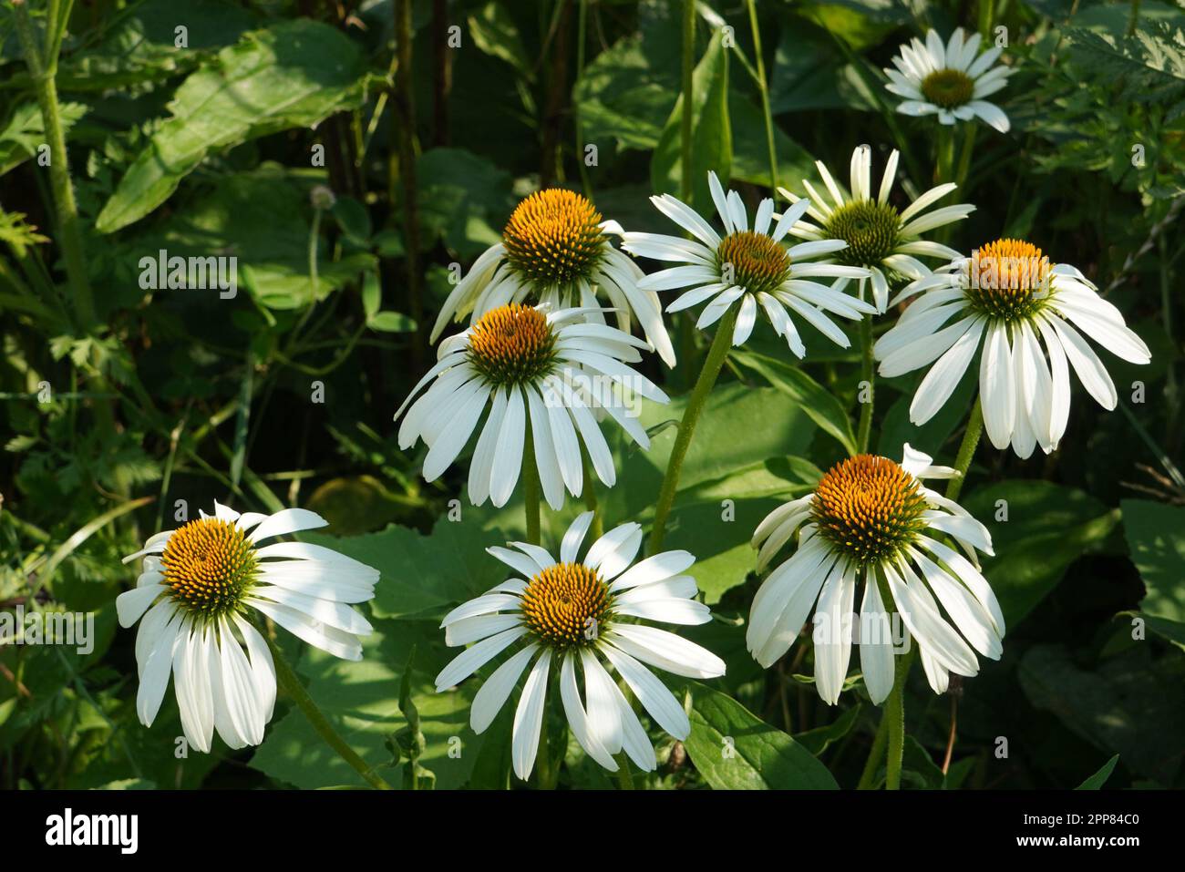 Cone Flower Closeup Hi Res Stock Photography And Images Alamy