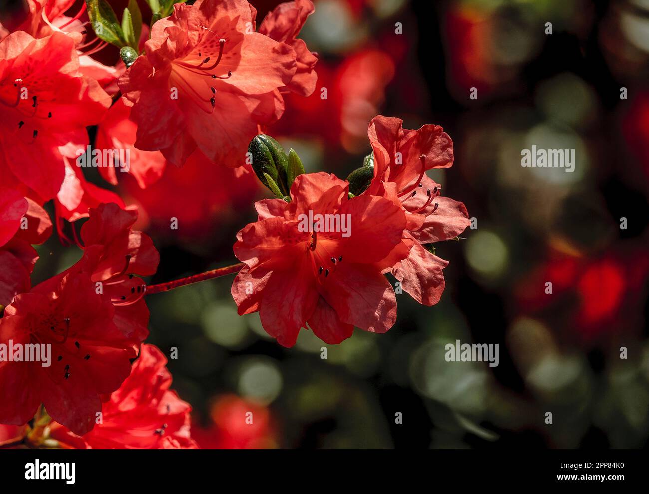 brilliant Azaleas in full bloom Stock Photo - Alamy