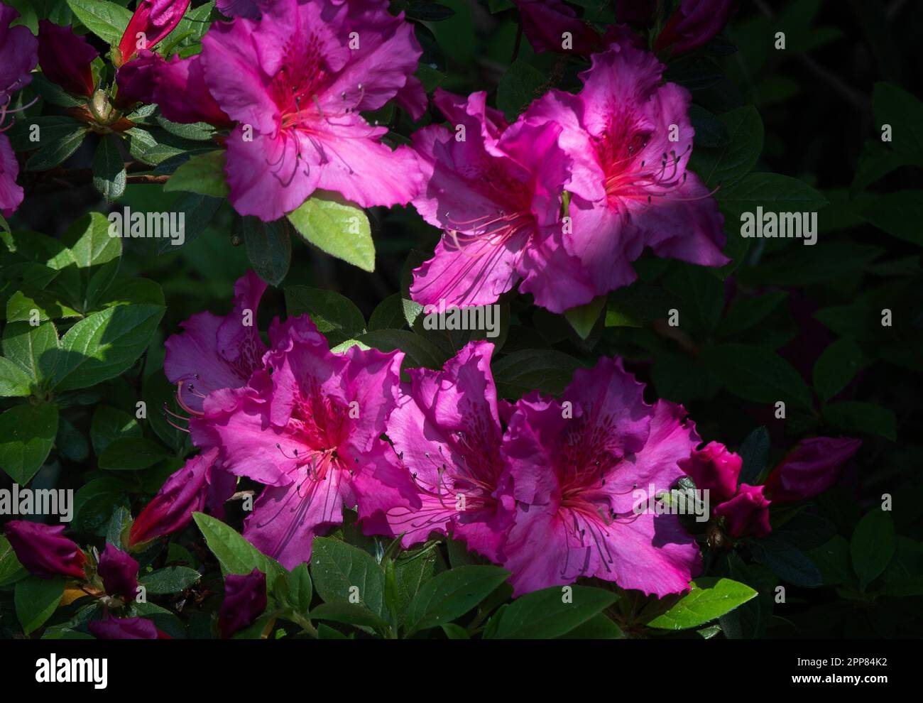 Meadow full flowering shrubs in hi-res stock photography and images - Alamy
