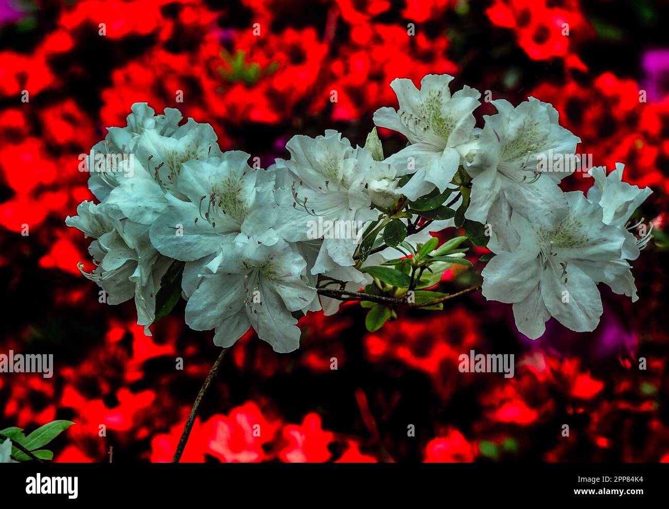 Meadow full flowering shrubs in hi-res stock photography and images - Alamy