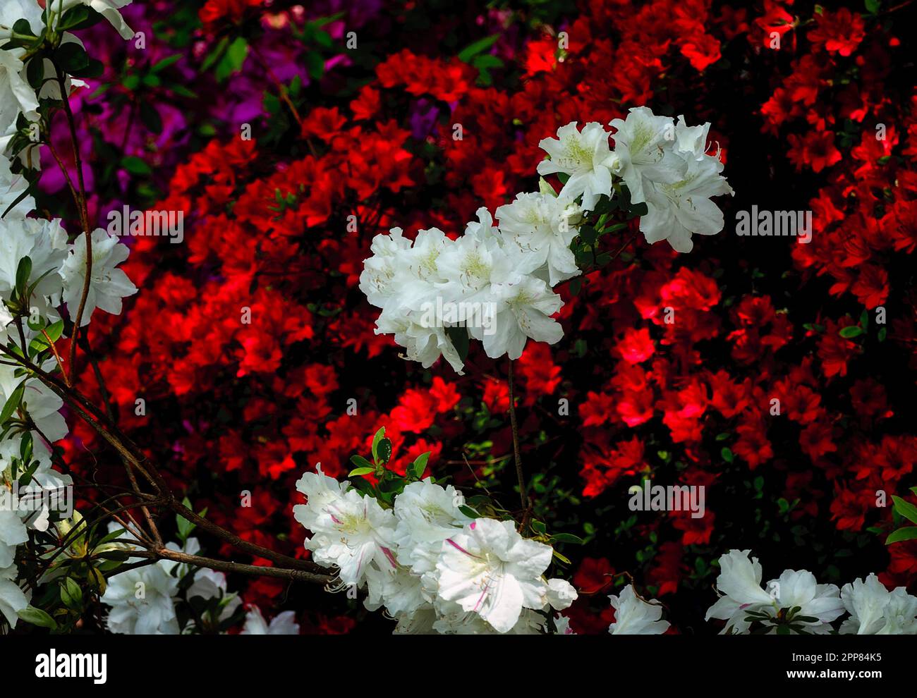 brilliant Azaleas in full bloom Stock Photo - Alamy