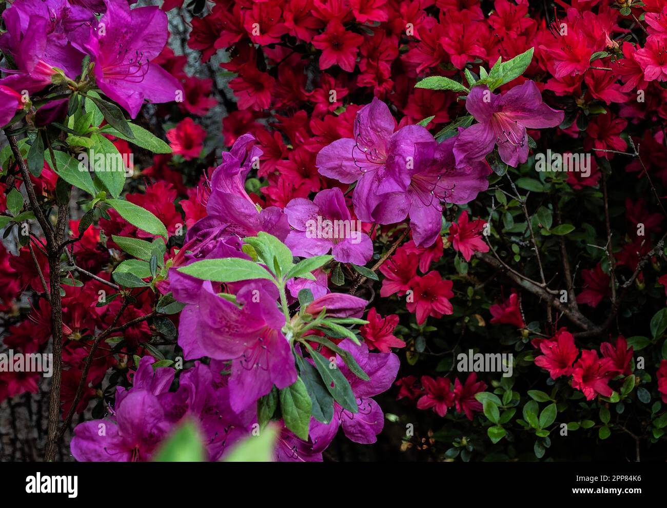 Meadow full flowering shrubs in hi-res stock photography and images - Alamy