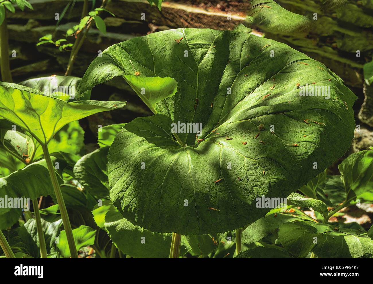 Aquatic plants in deep shade Stock Photo - Alamy