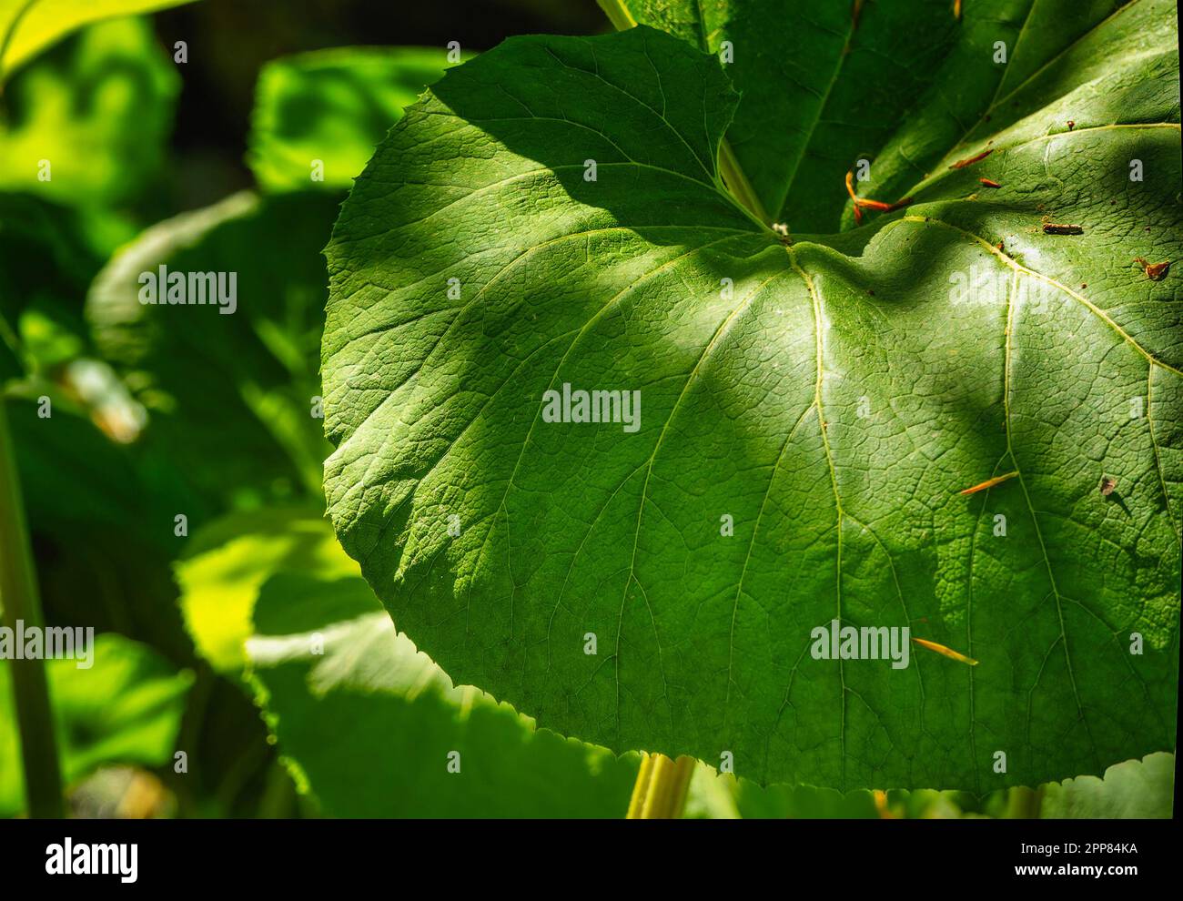 Aquatic plants in deep shade Stock Photo - Alamy