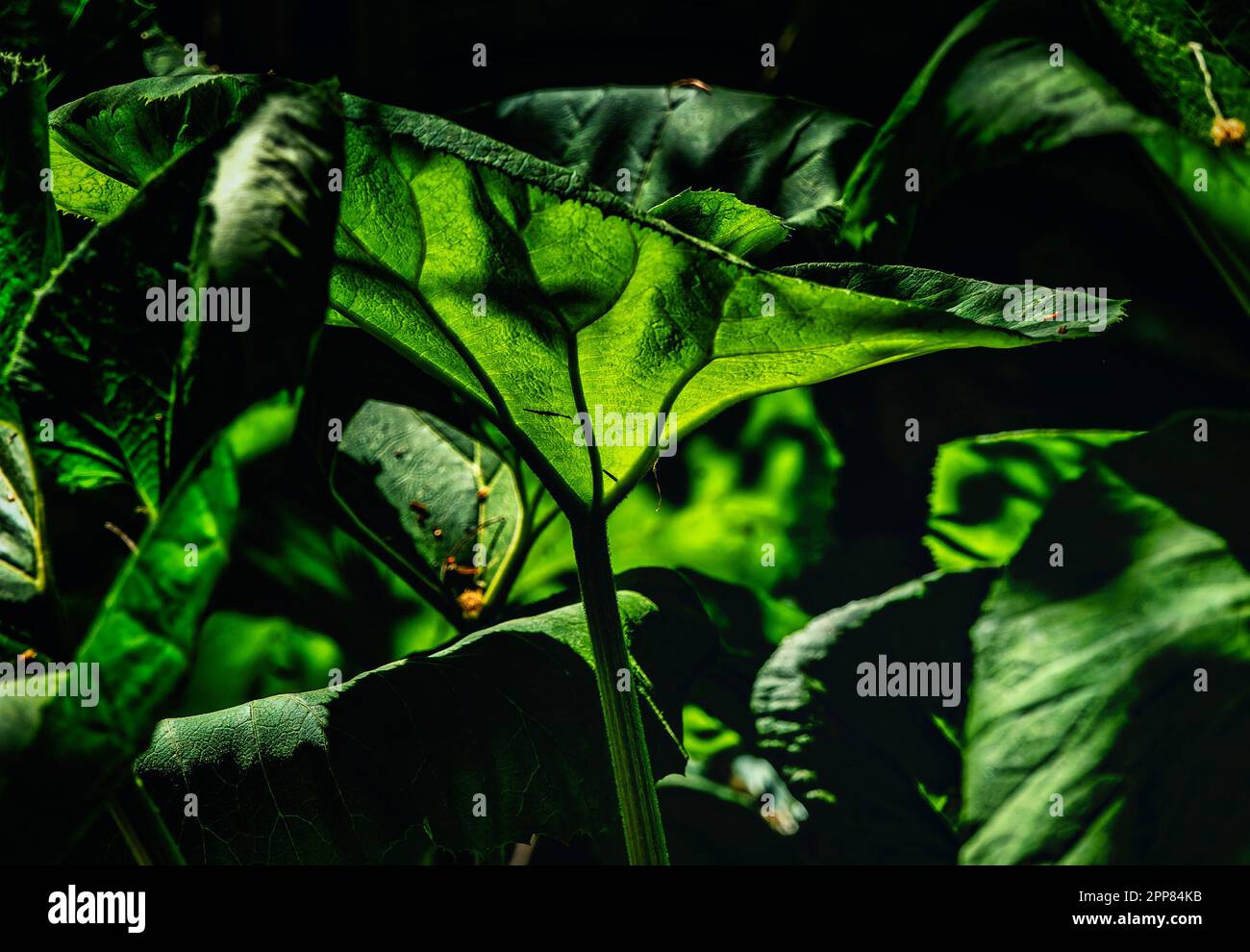 Deep green shade hi-res stock photography and images - Alamy