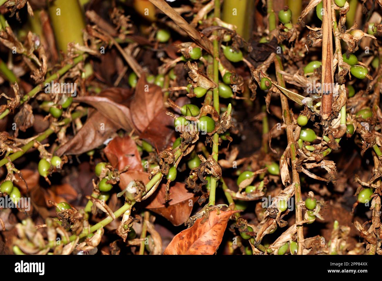 Green and unripe cardamom pods in plant in Kerala, India.is the third ...