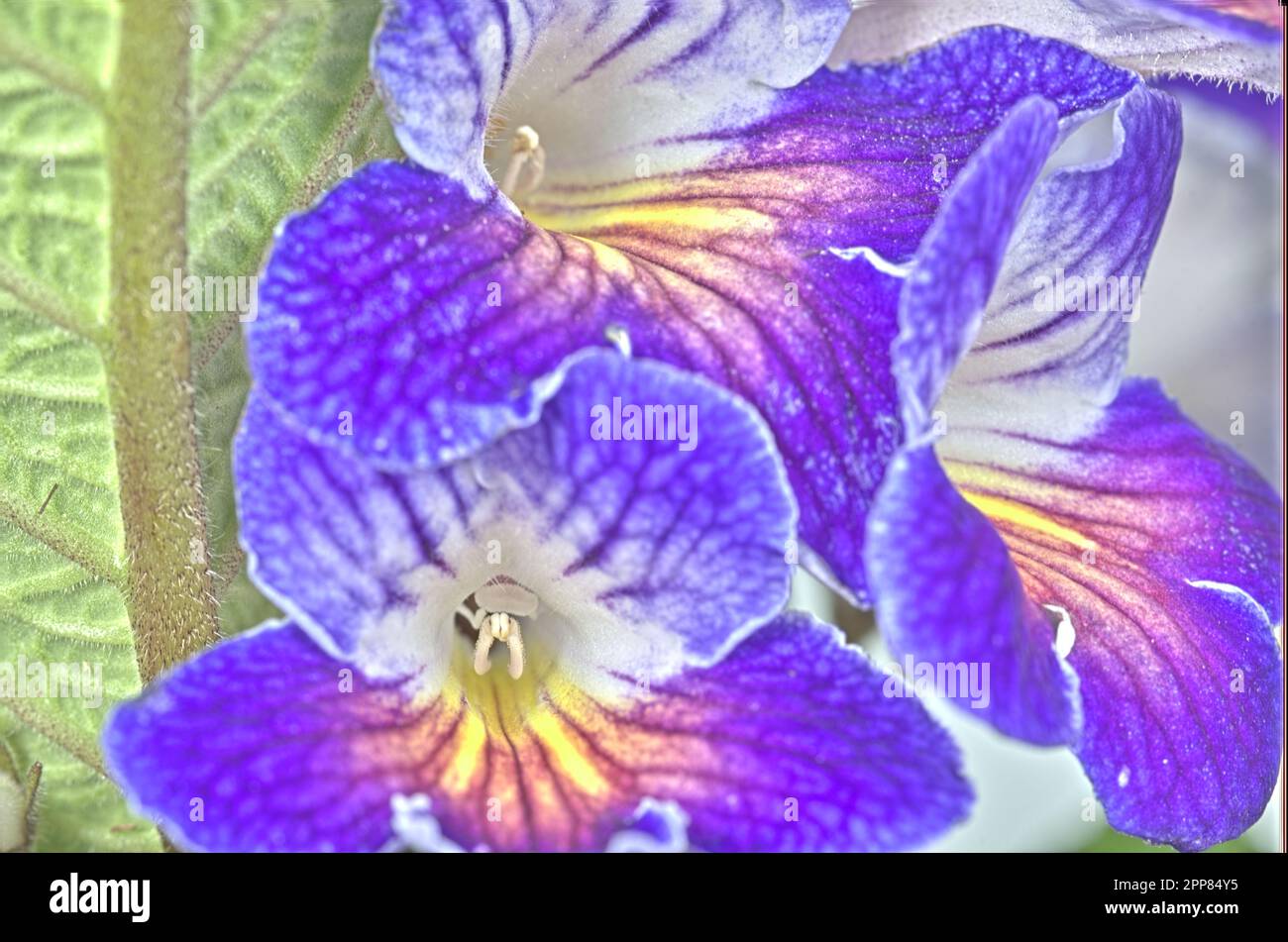 Streptocarpus blooms hi-res stock photography and images - Alamy