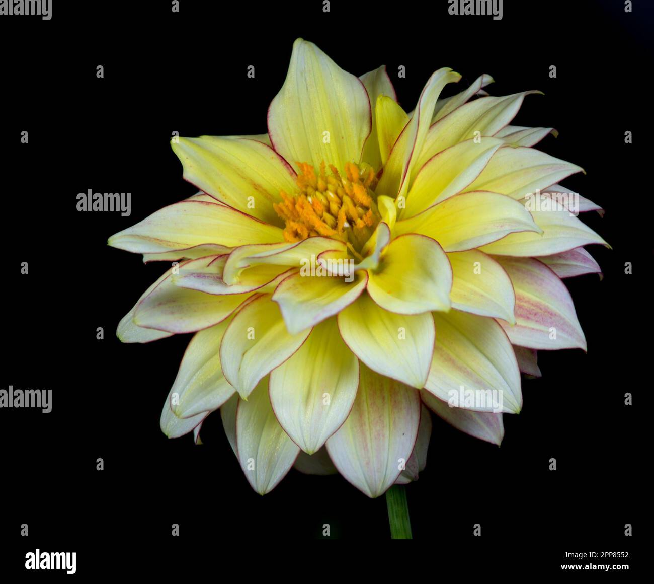 Single Hypnotica Tropical Breeze Dahlia bloom against a black ...