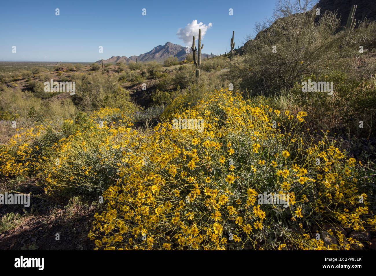 Scenic landscape with wildflowers blooming in Sonoran Desert at Picacho ...