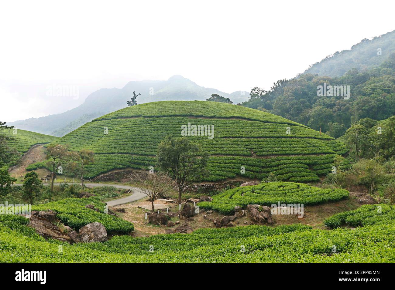 beautiful tea garden farm with misty valley in munnar kerala Stock ...