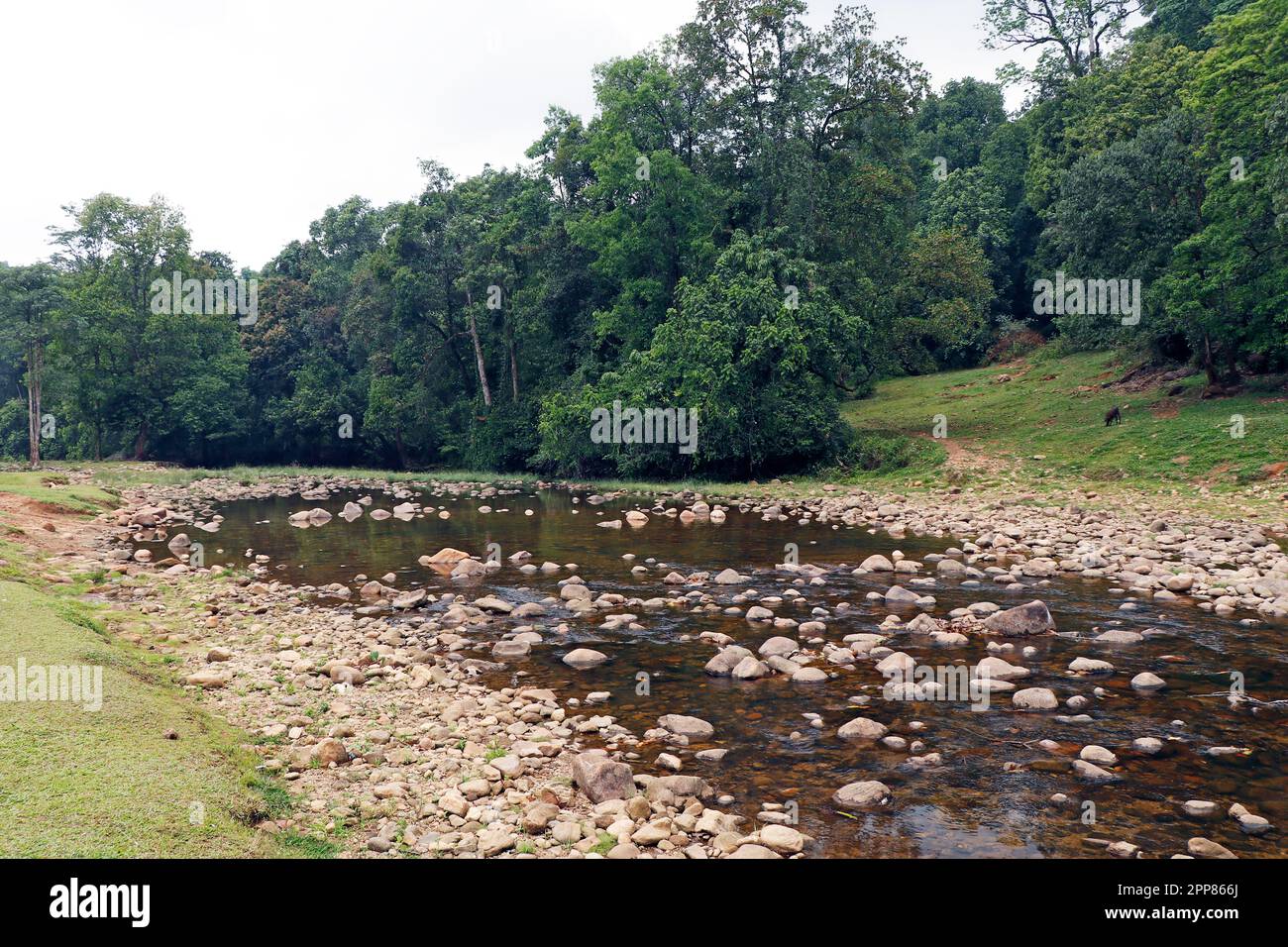 natural beautiful forest and river with pebble stone in kerala Stock ...