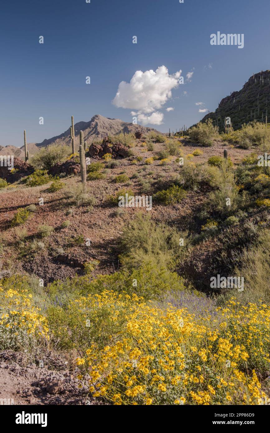 Scenic landscape with wildflowers blooming in Sonoran Desert at Picacho ...