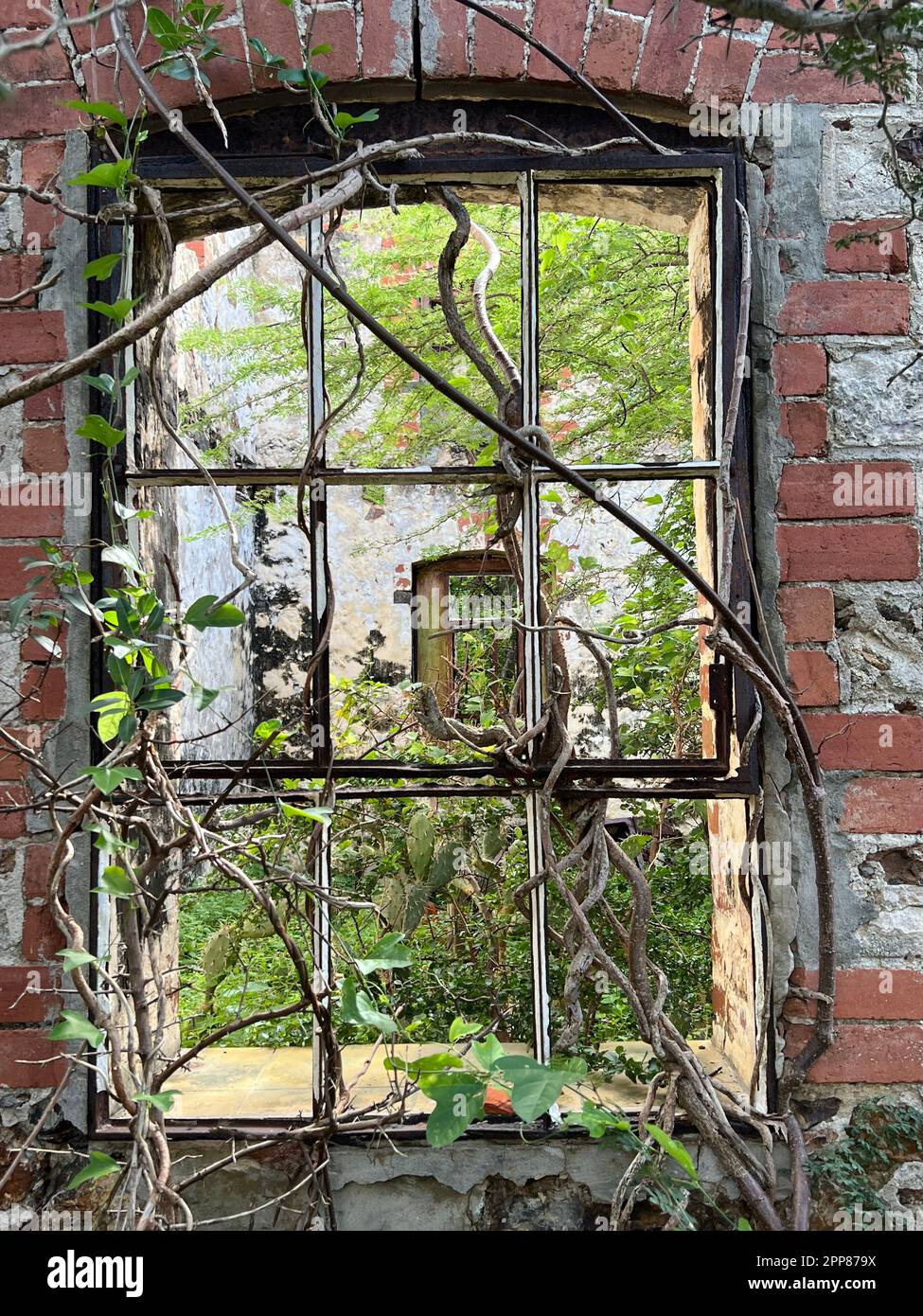 View Through An Old Abandoned Window Of A Brick Building With Vines Overgrowing The Structure In