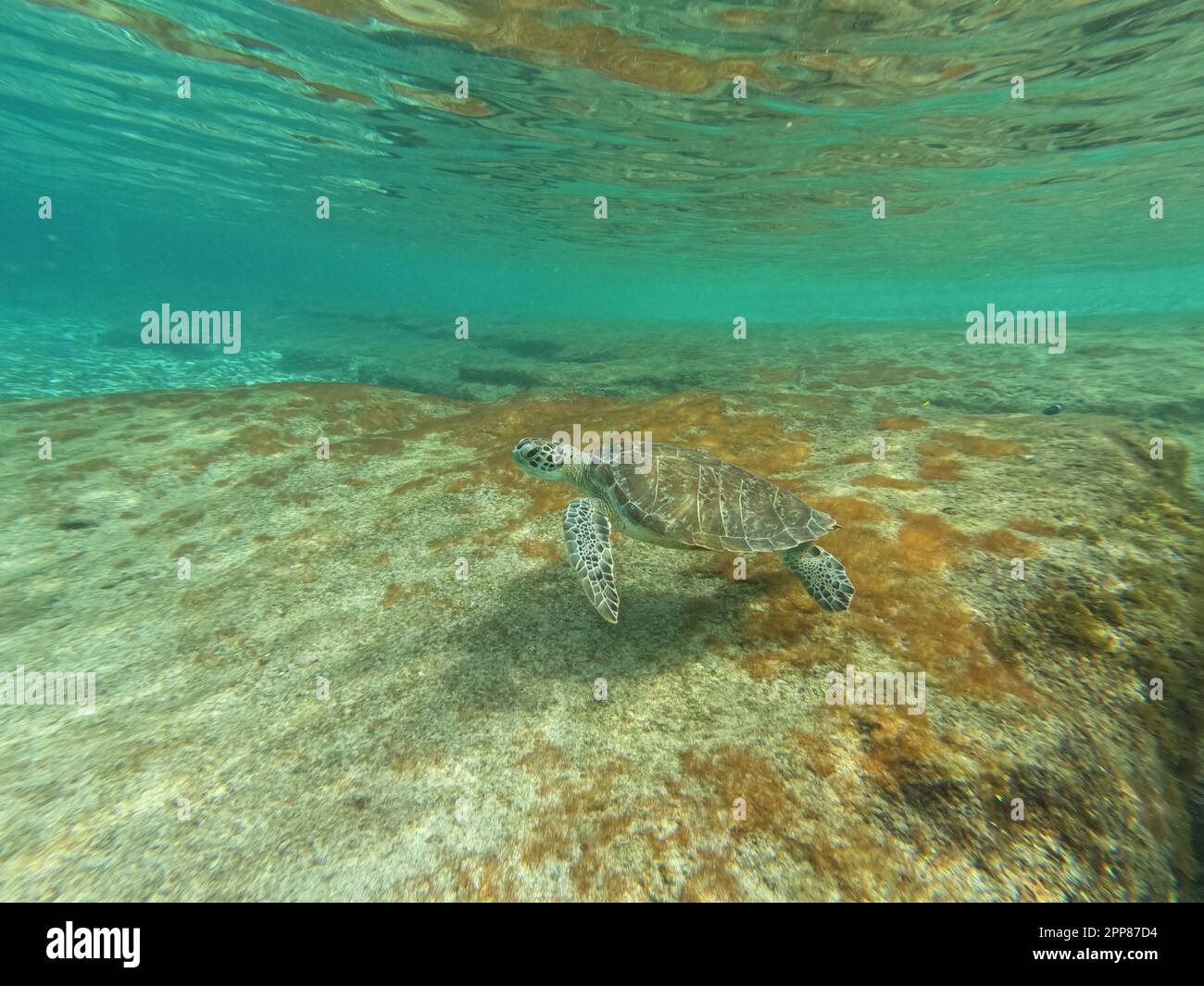 Green Sea Turtle Swimming in the carribean ocean of Curacao Stock Photo ...