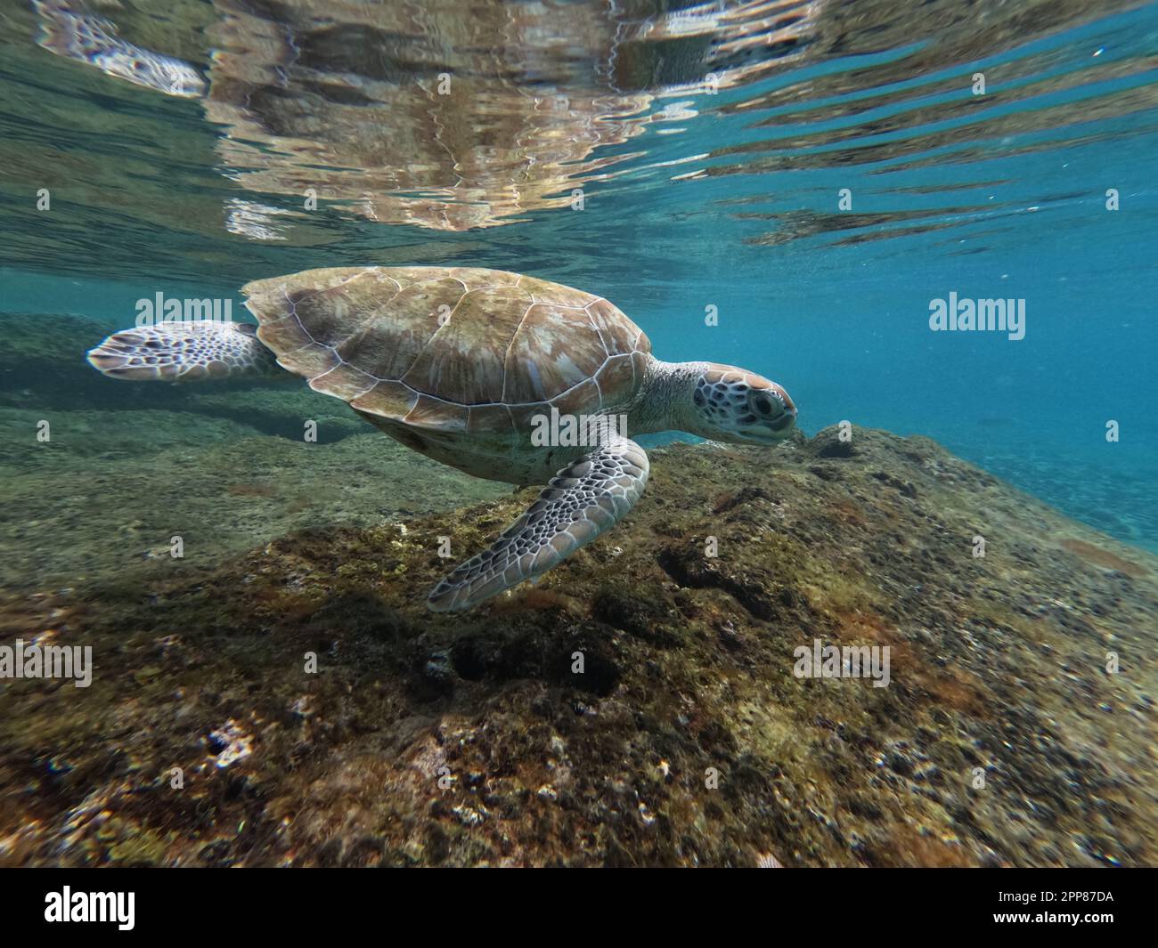 Green Sea Turtle Swimming in the carribean ocean of Curacao Stock Photo ...