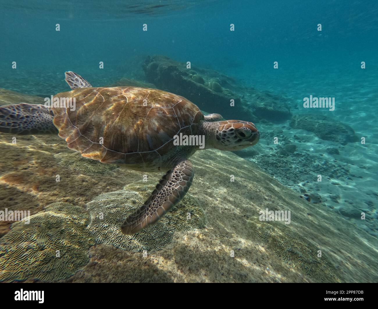 Green Sea Turtle Swimming in the carribean ocean of Curacao Stock Photo ...