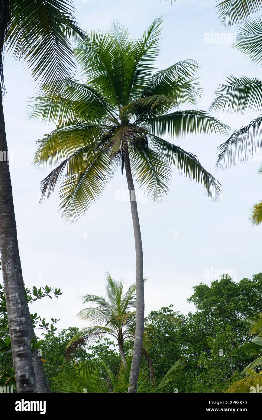 Palm tree, Sierpe River, Costa Rica Stock Photo - Alamy