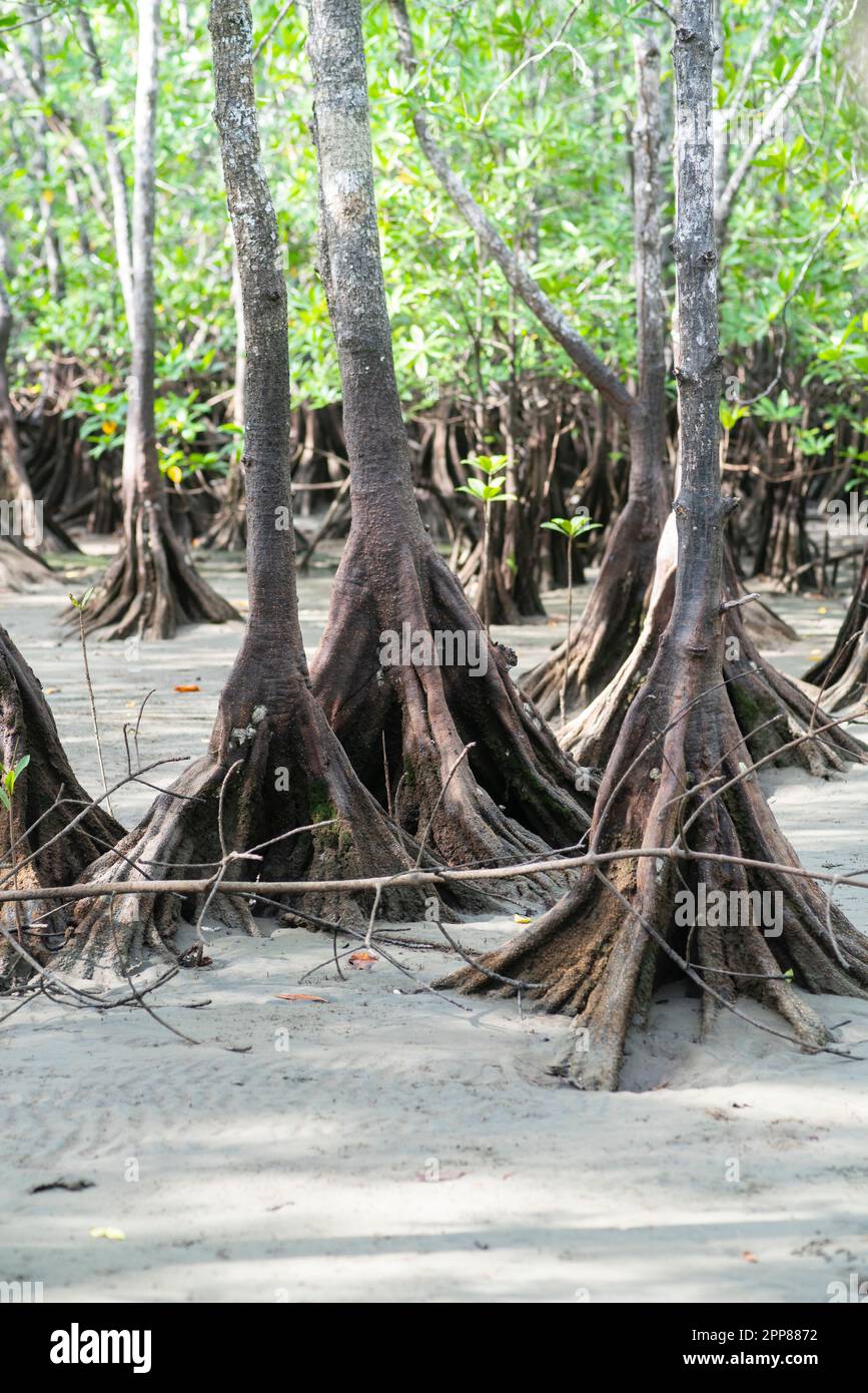 Mangroves, Sierpe River, Costa Rica Stock Photo - Alamy
