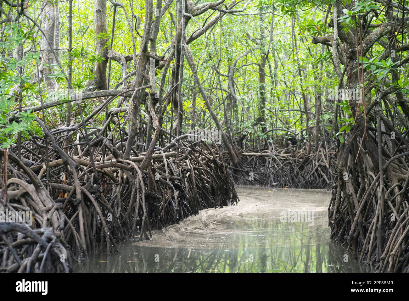 Mangroves, Sierpe River, Costa Rica Stock Photo - Alamy