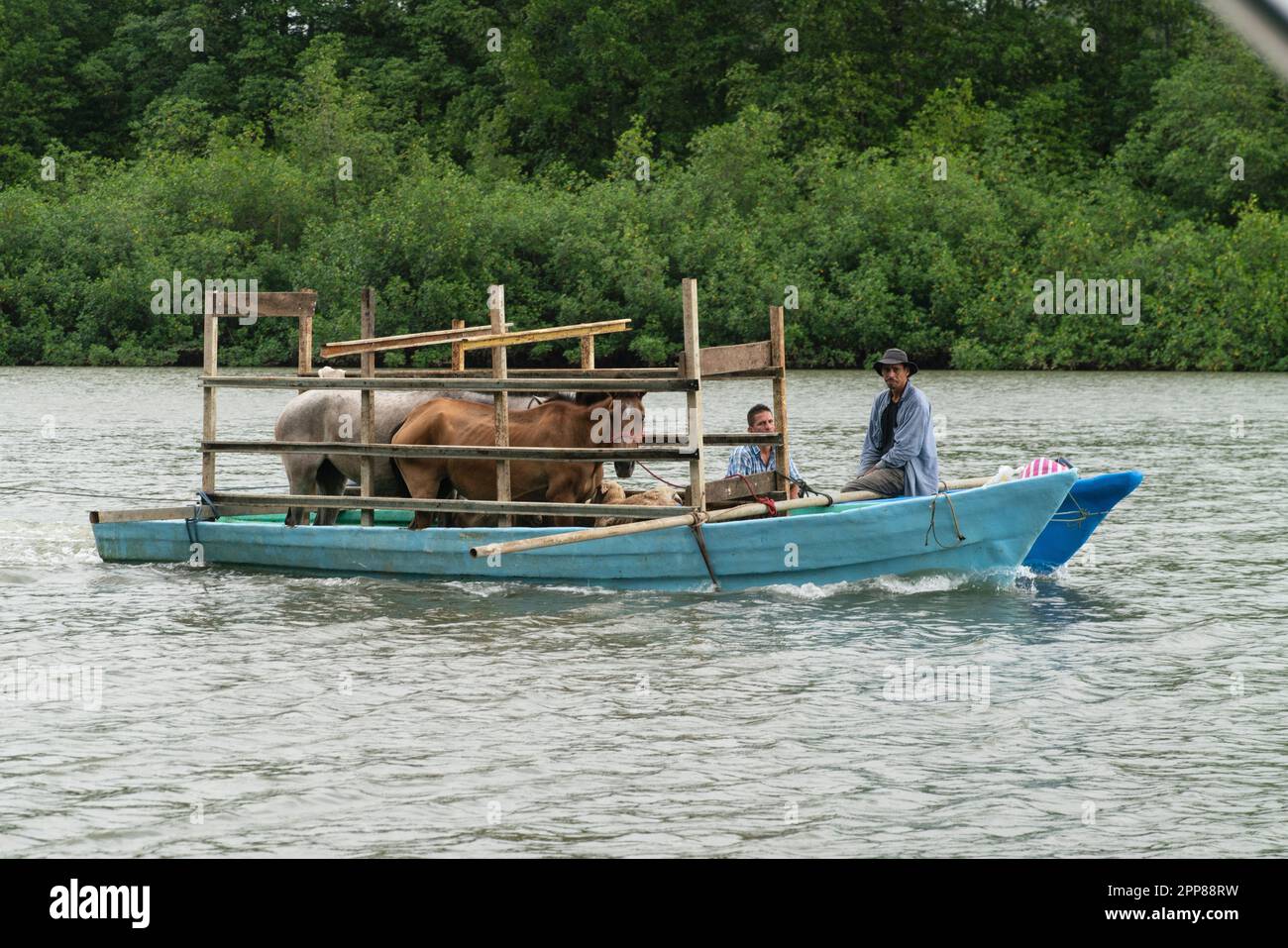 Horses being ferried on small boat, Sierpe River, Costa Rica Stock ...