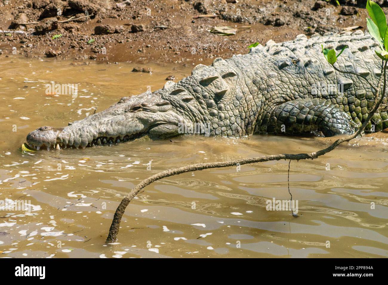 American crocodile (Crocodylus acutus), Sierpe River, Costa Rica Stock ...