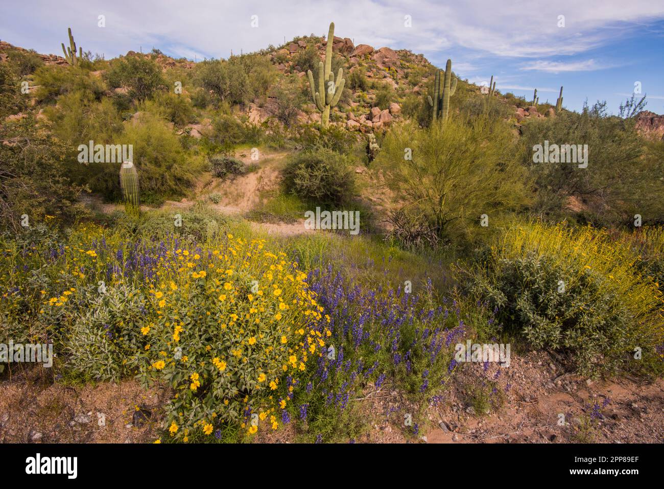 Wildflowers and saguaro cactus in springtime at Picacho Peak State Park ...